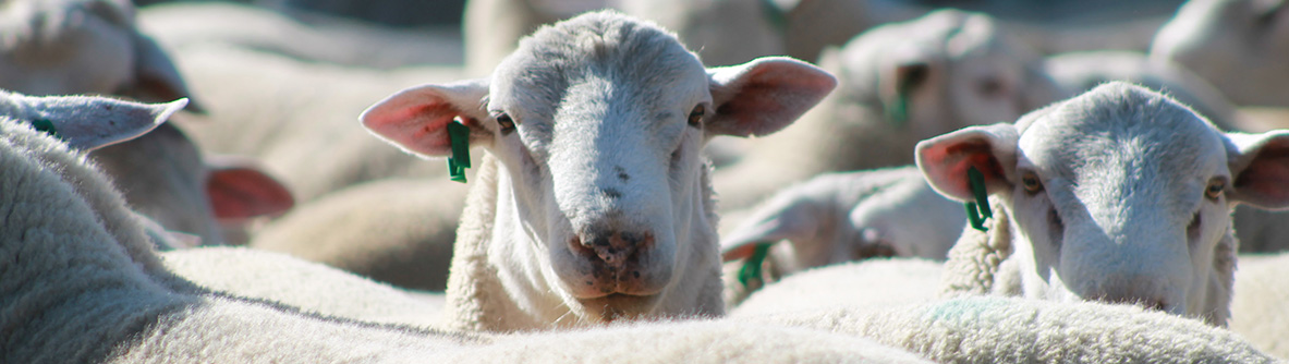 Gemini Prime Lamb Sires | White Suffolk, Suffolk – Victoria – White ...